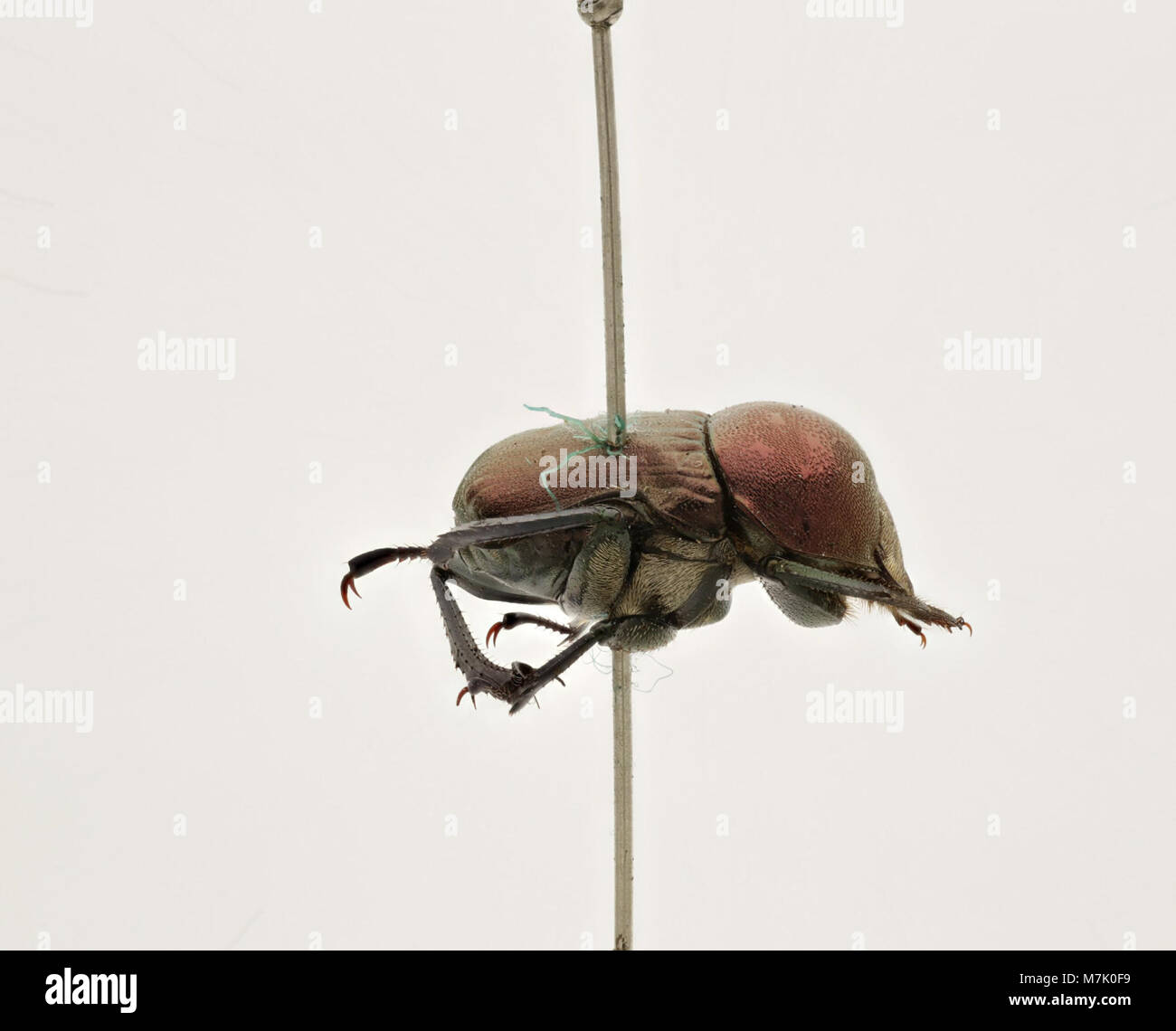Gymnopleurus ignitus, a species of beetle belonging to the family ...