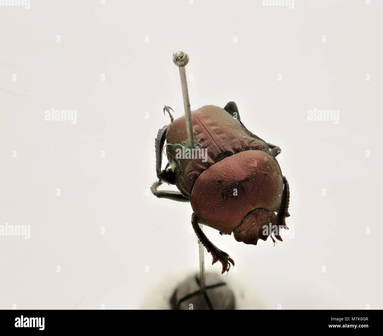 Gymnopleurus ignitus, another species of dung beetle, is depicted in ...