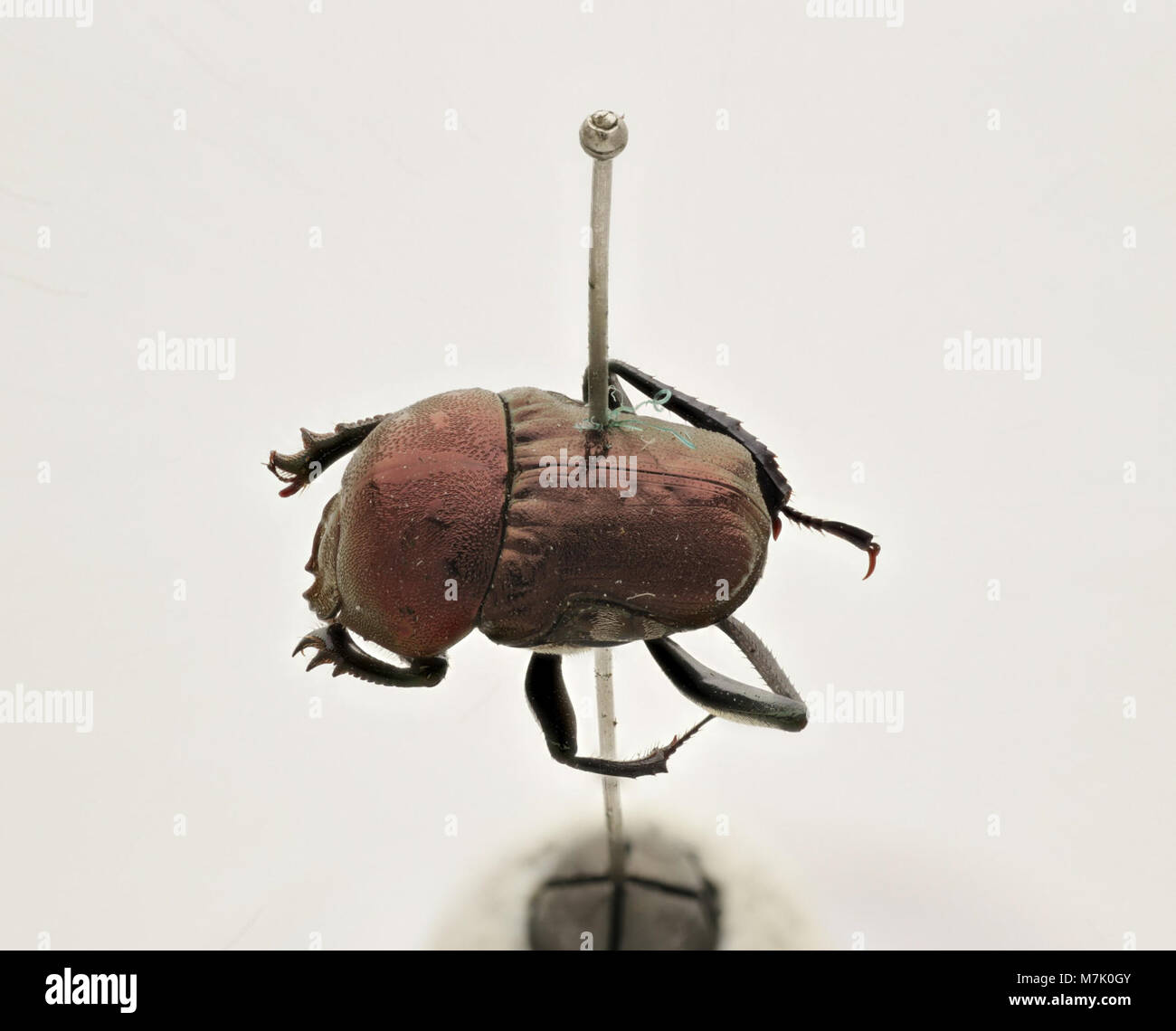An illustration of Gymnopleurus ignitus, a species of dung beetle ...