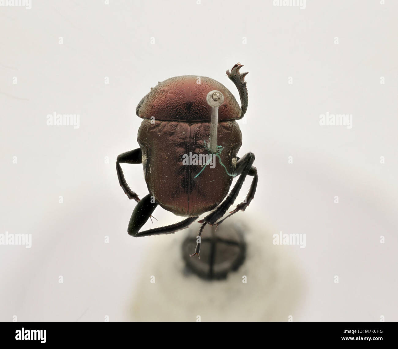 This image shows Gymnopleurus ignitus, a species of dung beetle known ...