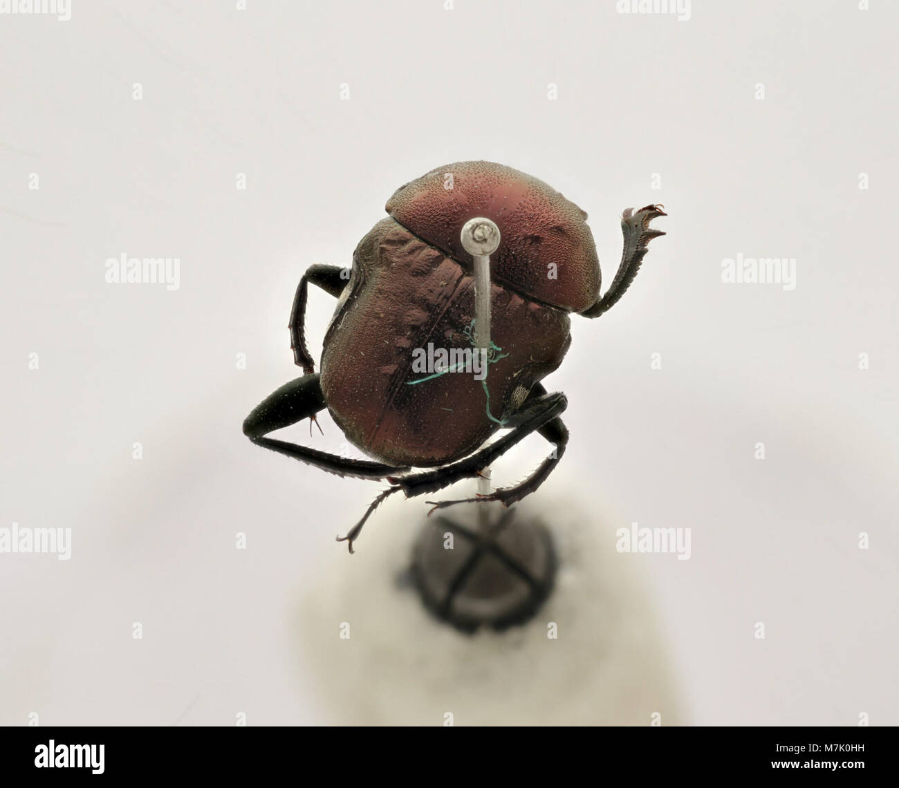 Gymnopleurus ignitus (Zoosphere 141 095 Stock Photo - Alamy