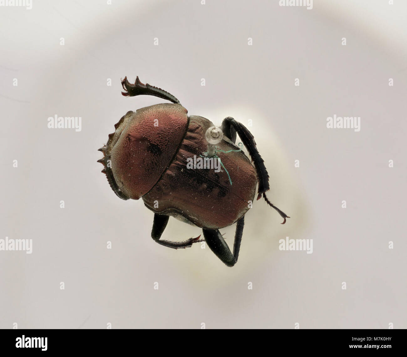 Gymnopleurus ignitus hi-res stock photography and images - Alamy