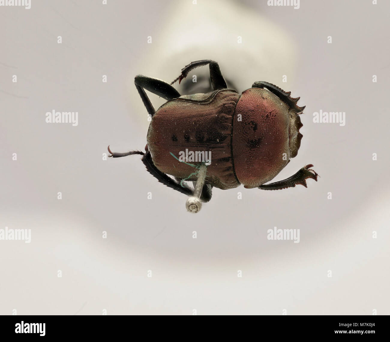 Gymnopleurus ignitus, a species from the Zoosphere, is depicted here ...