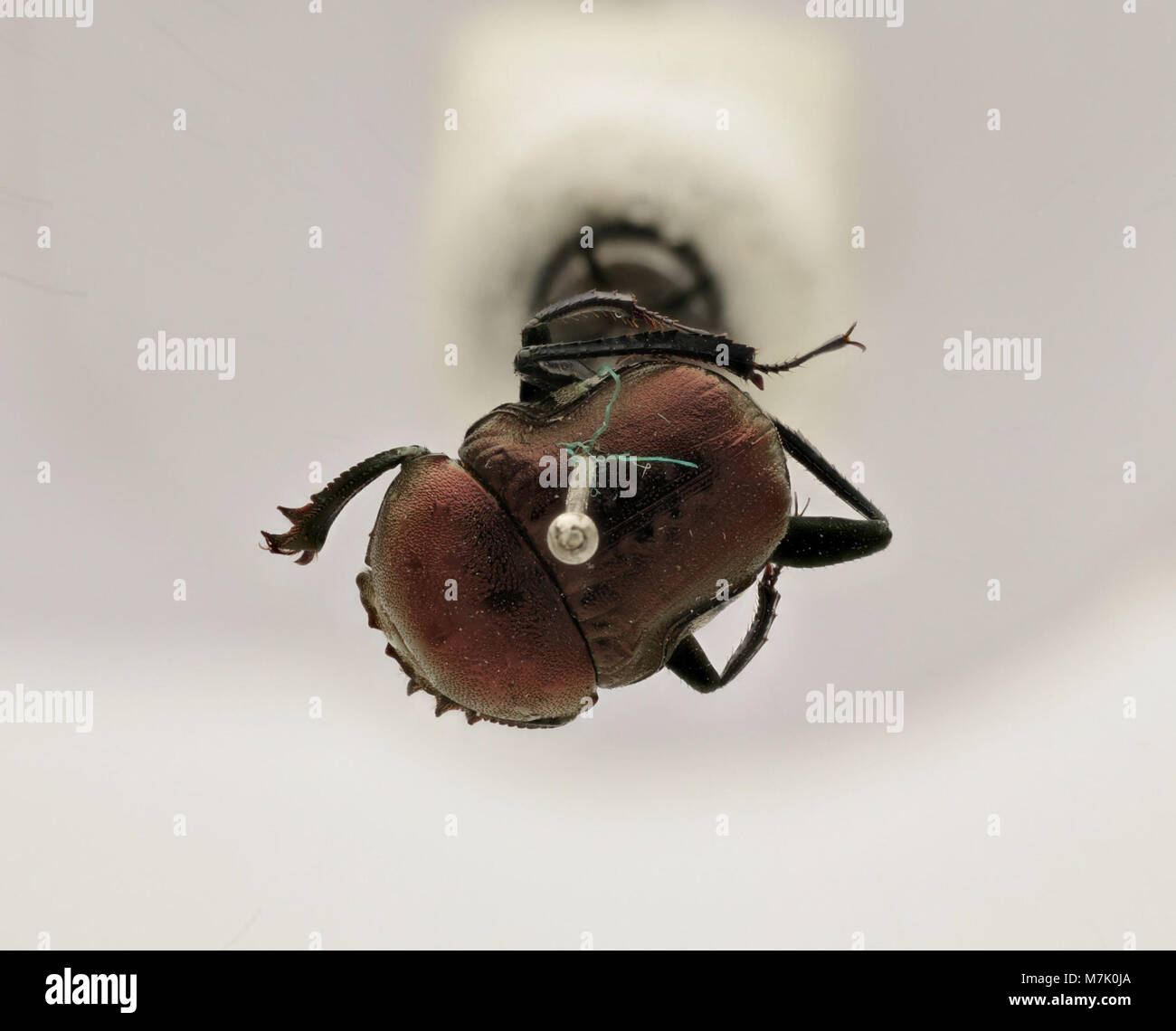 Gymnopleurus ignitus hi-res stock photography and images - Alamy