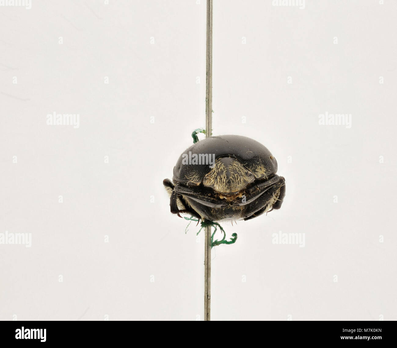 An image of Gymnopleurus krugeri, a species of dung beetle. Known for ...