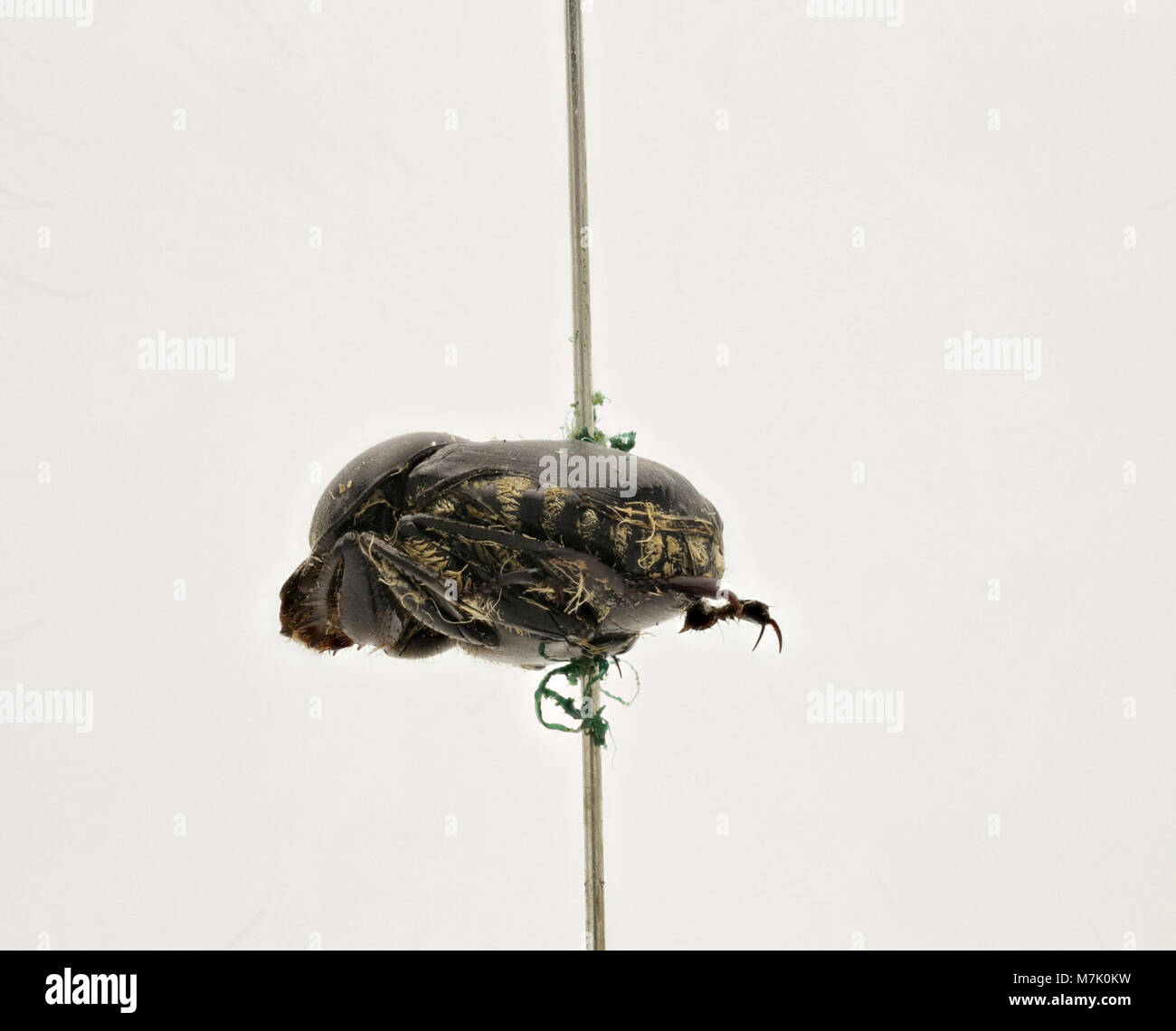 A detailed image of Gymnopleurus krugeri, a species of dung beetle ...