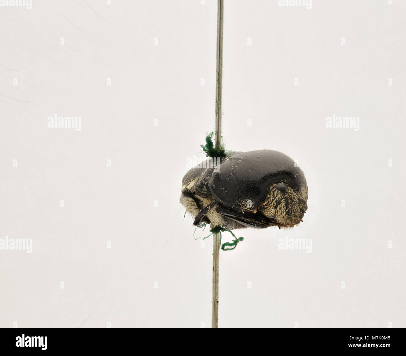 An image of Gymnopleurus krugeri, a species of dung beetle known for ...