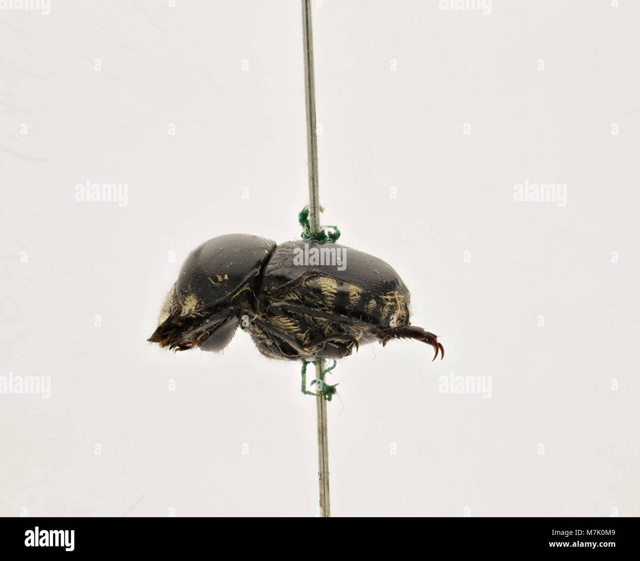 This image shows Gymnopleurus krugeri, a species of dung beetle, often ...