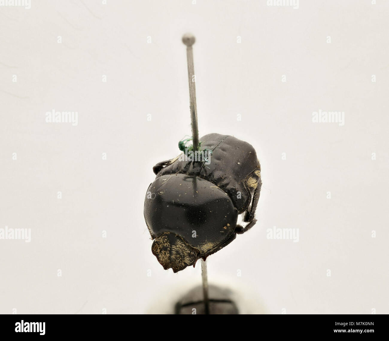 This image depicts Gymnopleurus krugeri, a species of dung beetle known ...