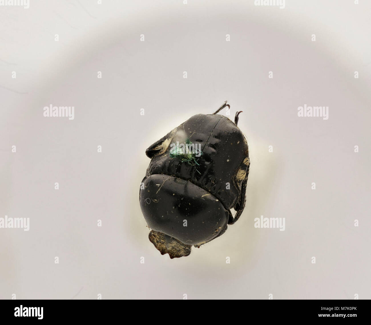 Gymnopleurus krugeri, a species of dung beetle, known for its ...