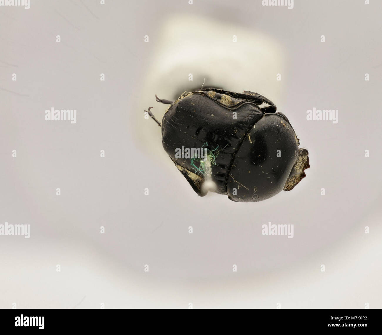 An image of Gymnopleurus krugeri, a species of dung beetle known for ...