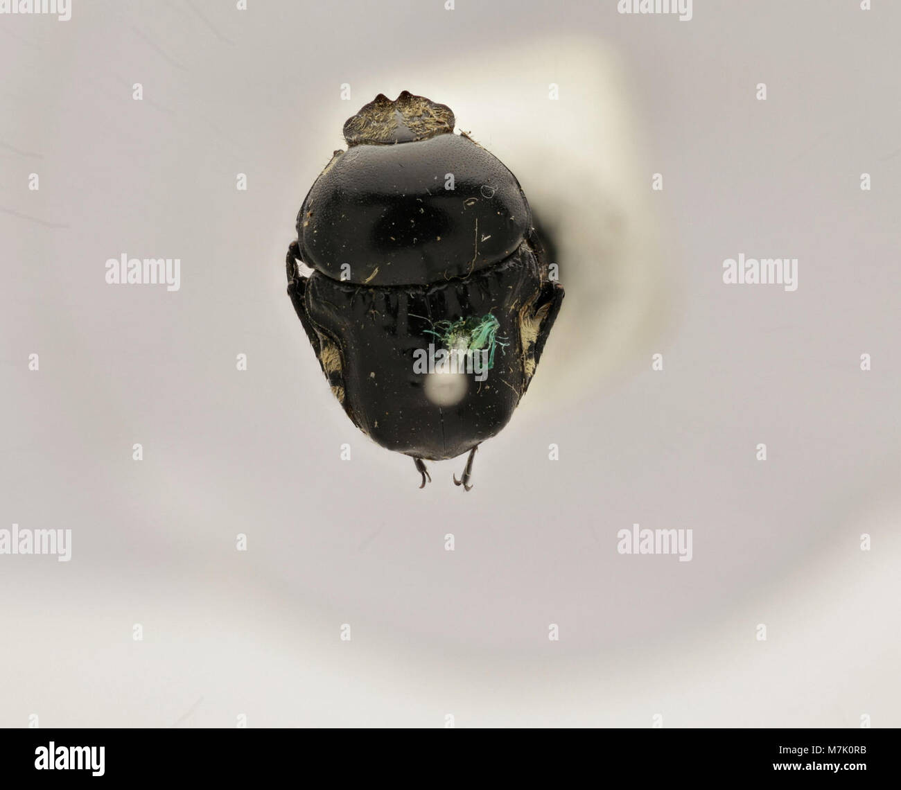 Image of Gymnopleurus krugeri, a species of dung beetle, featured in ...