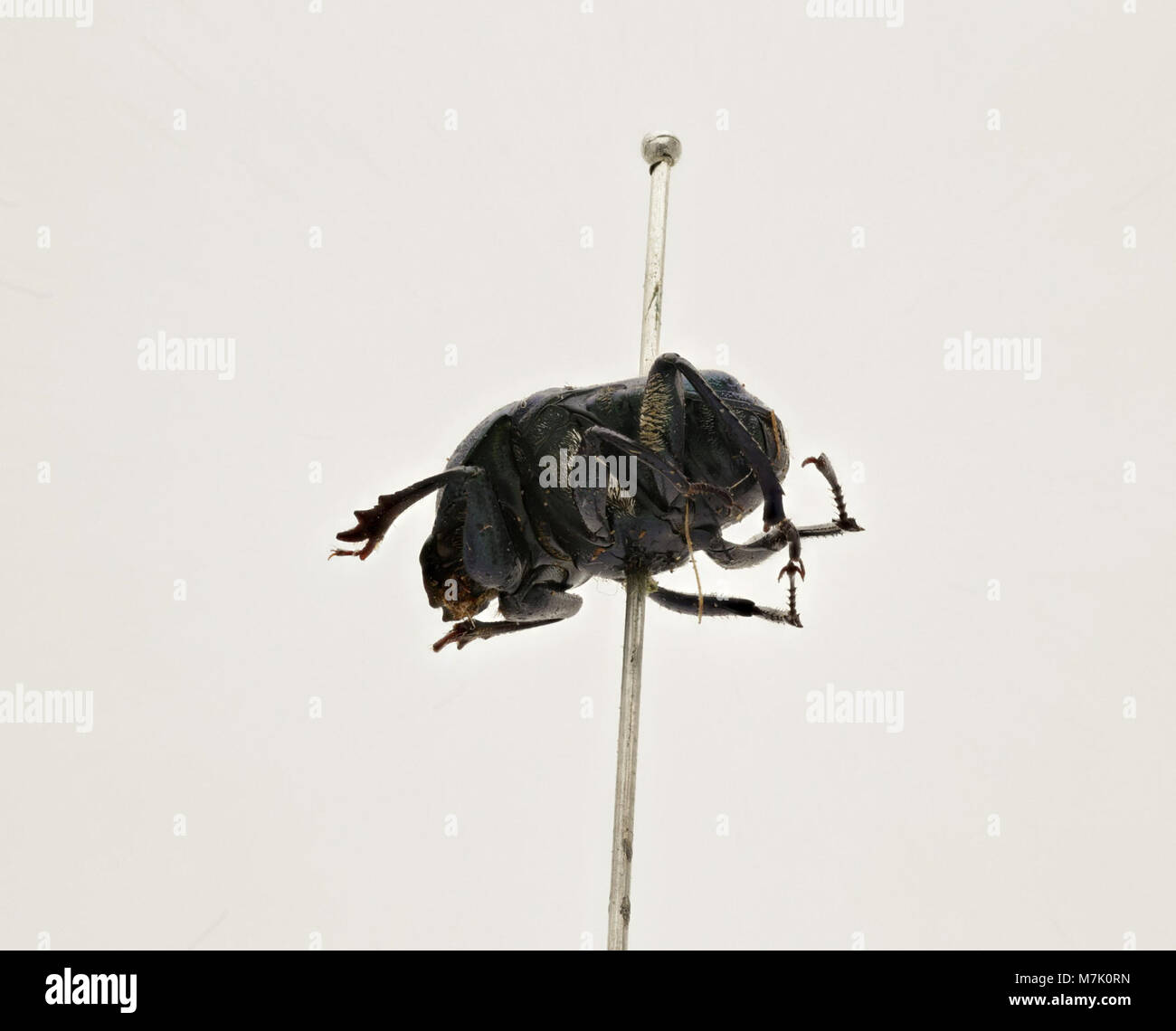 An image of the Gymnopleurus laeviusculus, a species of beetle ...