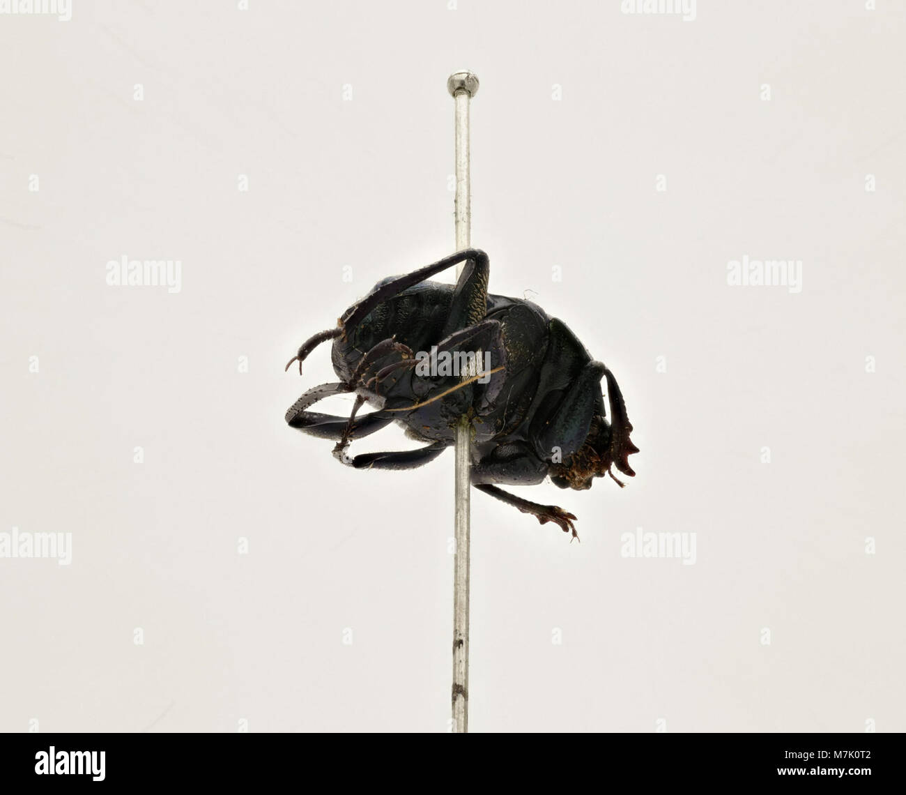 A close-up image of Gymnopleurus laeviusculus, a species of dung beetle ...