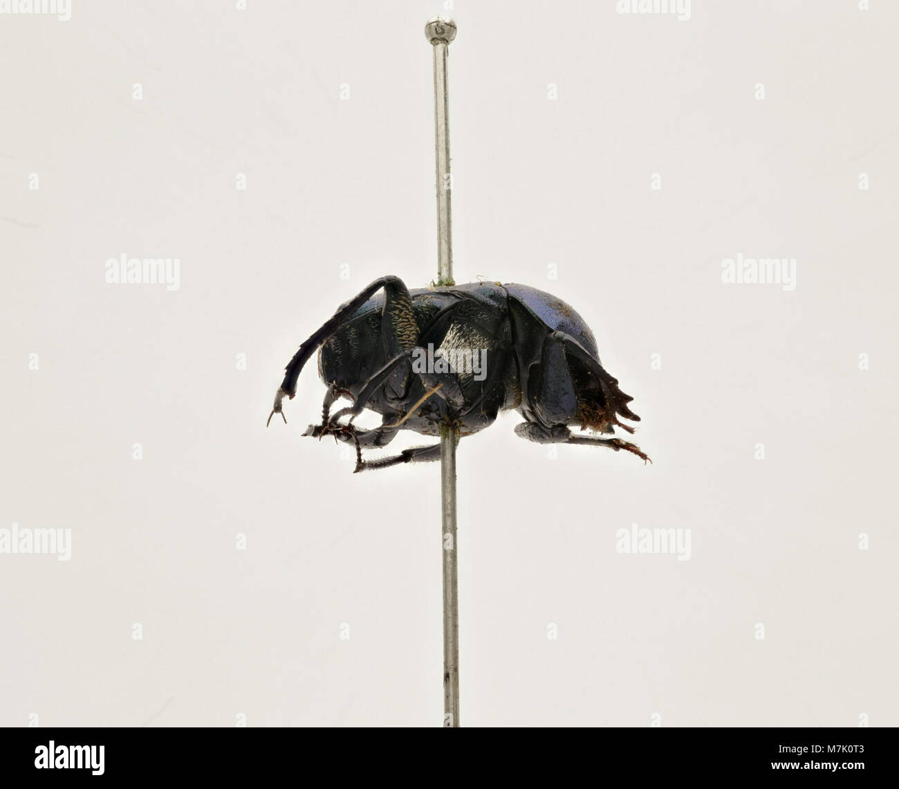 This image features Gymnopleurus laeviusculus, a species of dung beetle ...