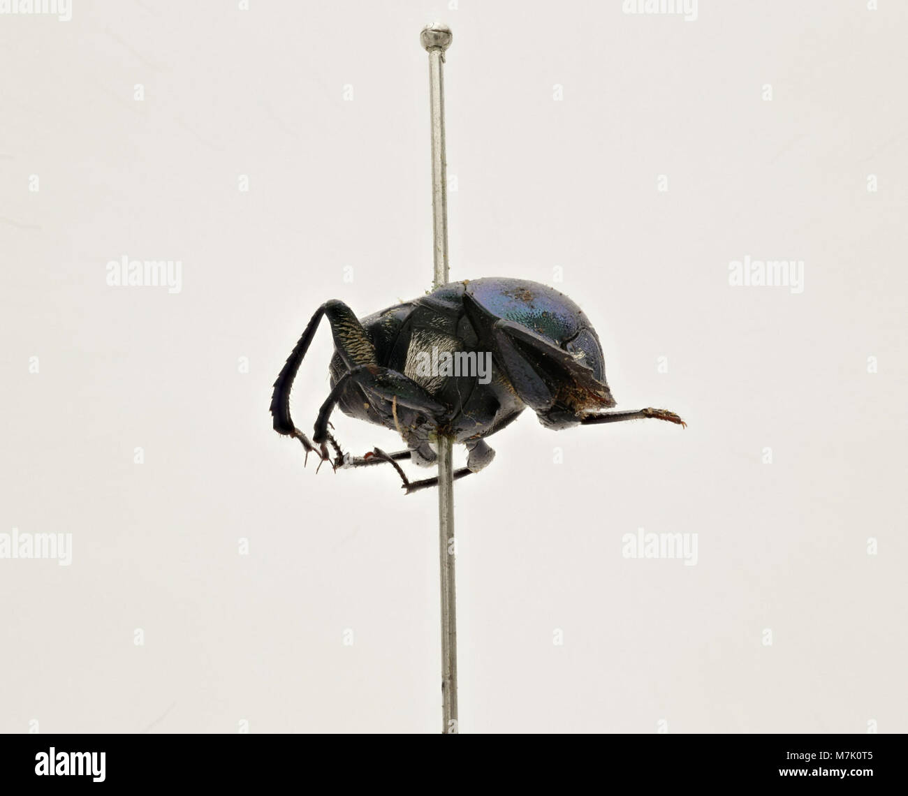 An image of Gymnopleurus laeviusculus, a species of beetle in the ...