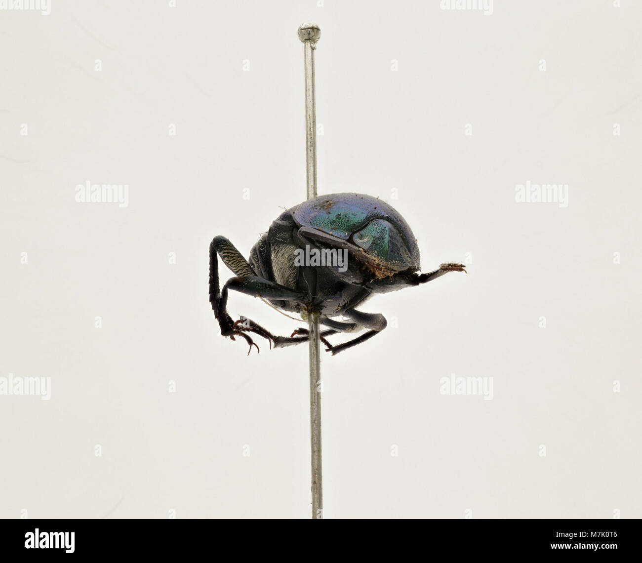 An image of the dung beetle species Gymnopleurus laeviusculus ...