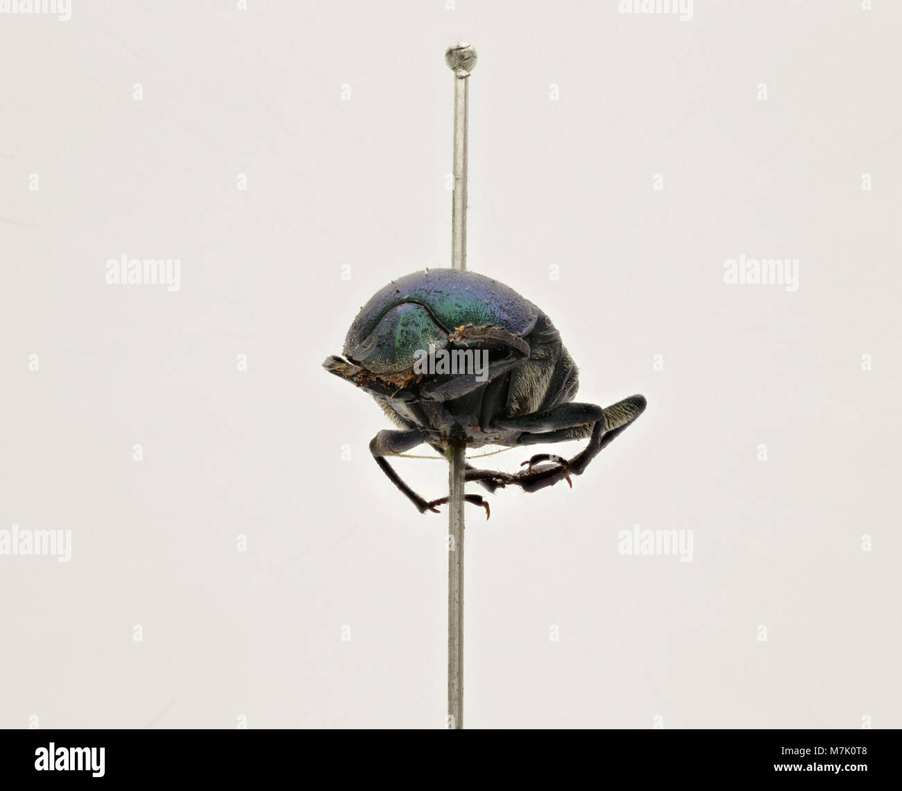 Gymnopleurus laeviusculus is a species of dung beetle, known for its ...