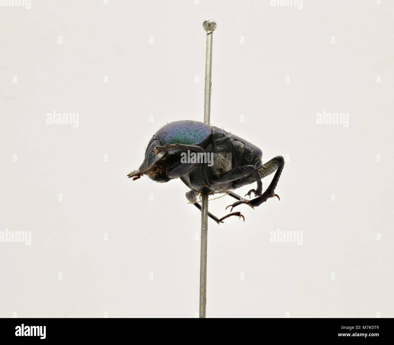 A scientific photograph of Gymnopleurus laeviusculus, a species of dung ...