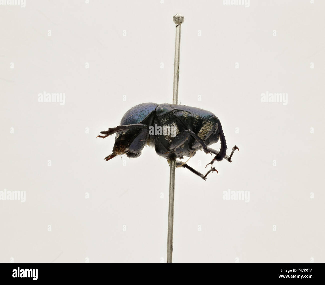 A detailed photograph of Gymnopleurus laeviusculus, a species of beetle ...
