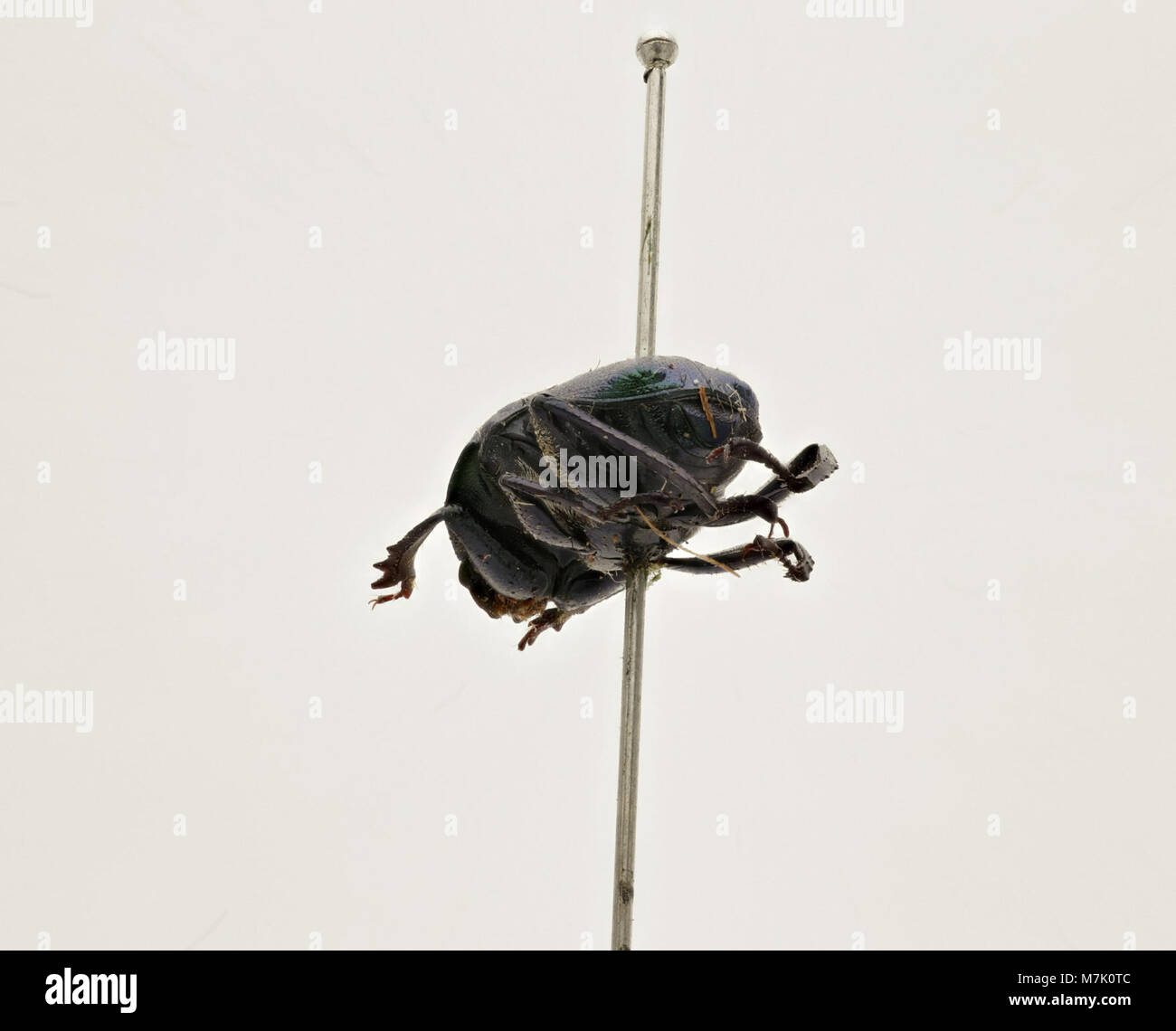 An image of Gymnopleurus laeviusculus, a species of dung beetle ...