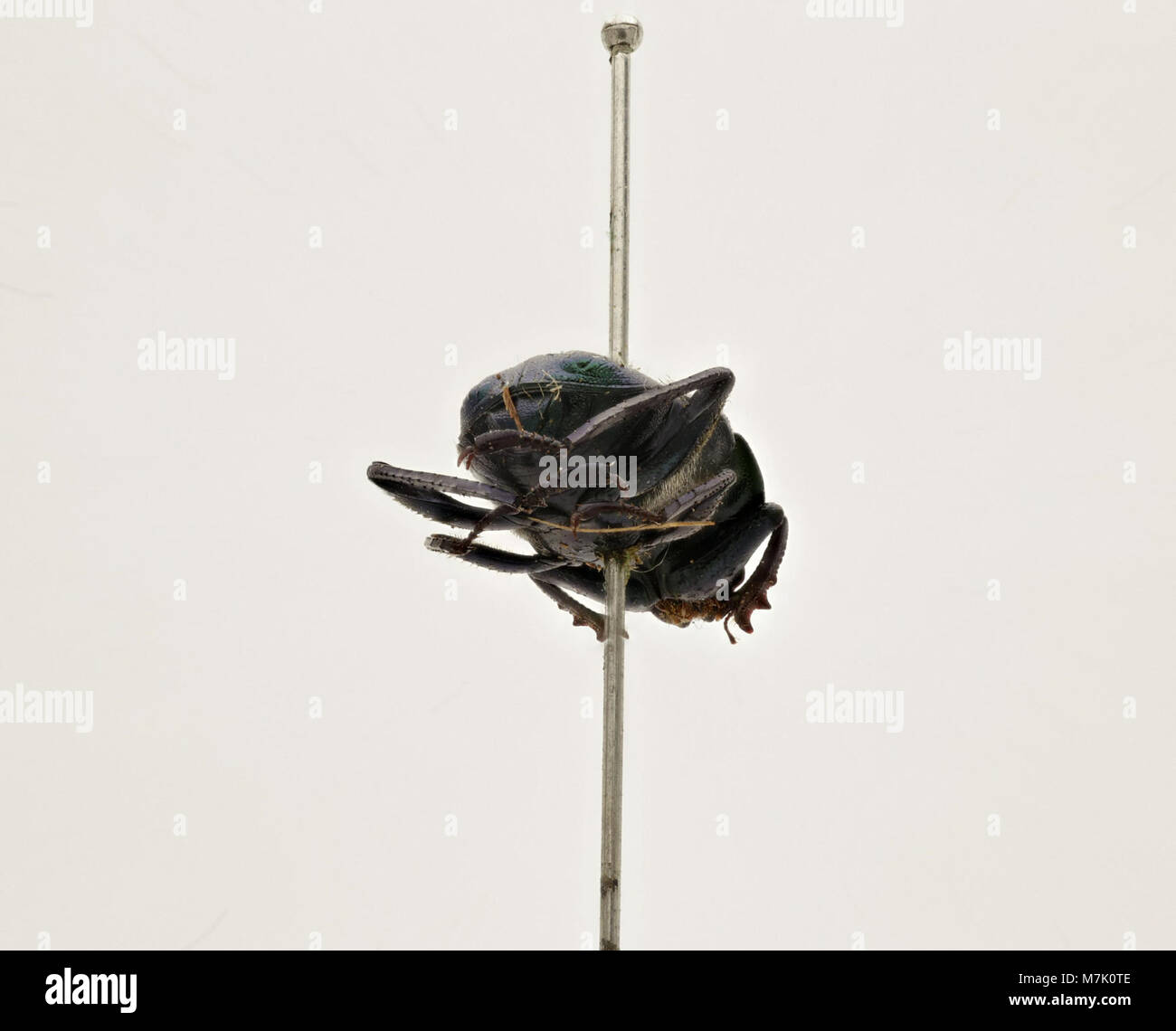 A scientific image of *Gymnopleurus laeviusculus*, a species of dung ...