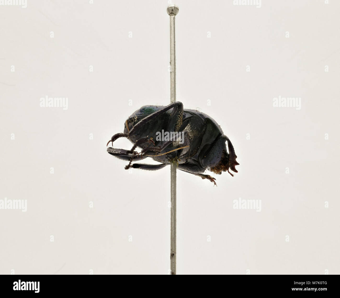 This scientific illustration depicts Gymnopleurus laeviusculus, a ...