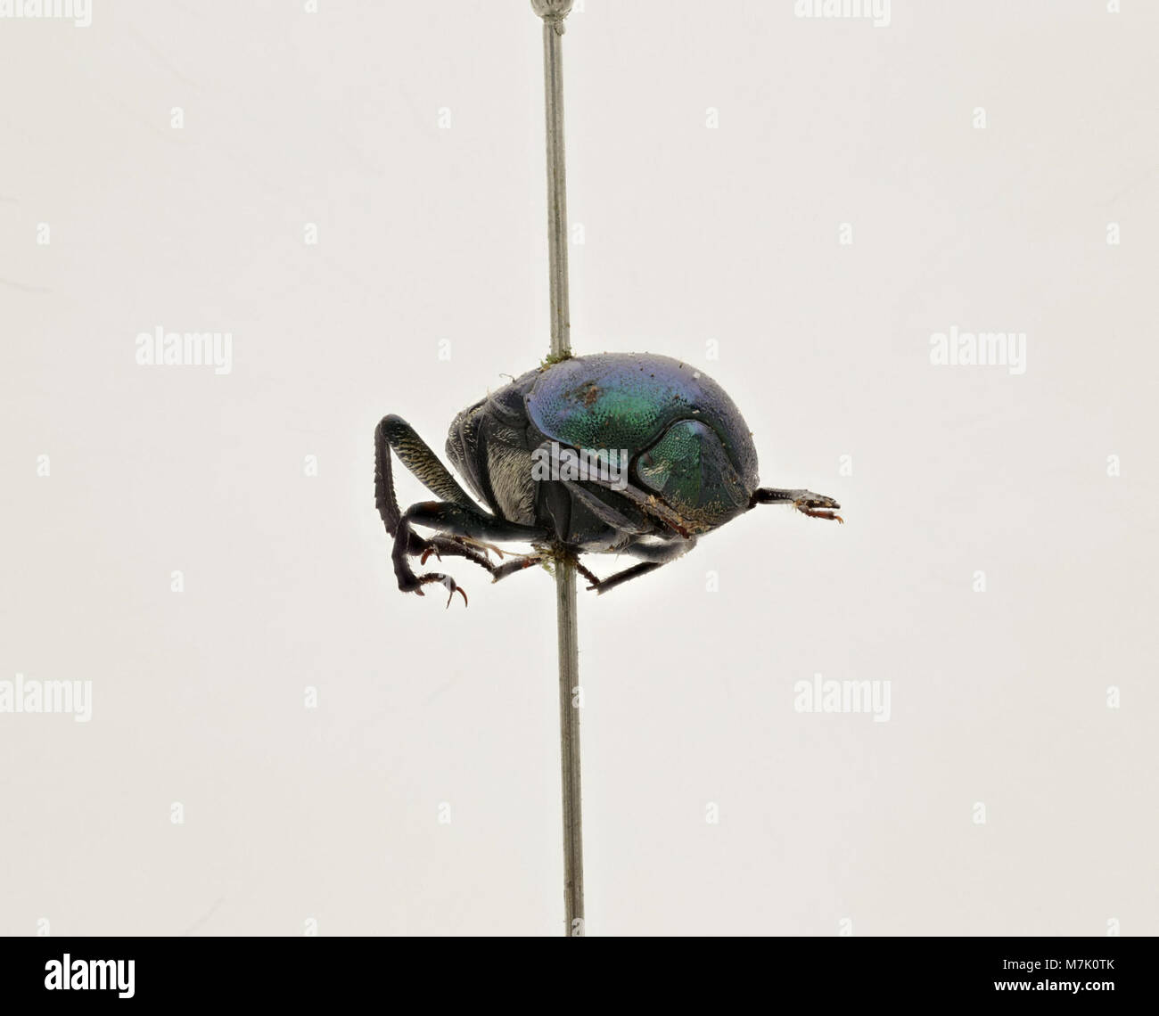 Image of Gymnopleurus laeviusculus, a species of dung beetle from the ...