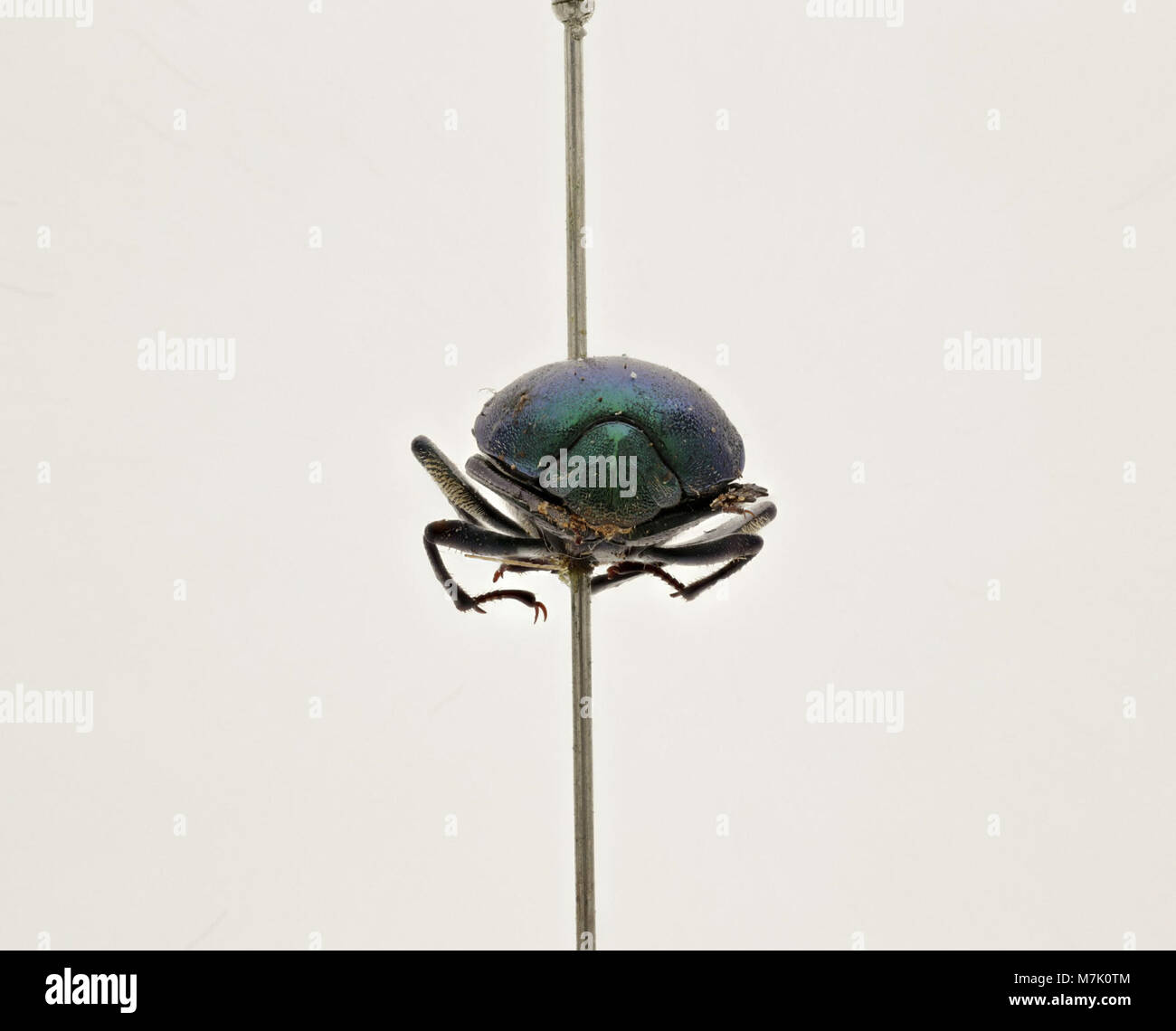 Gymnopleurus laeviusculus is a species of dung beetle, notable for its ...