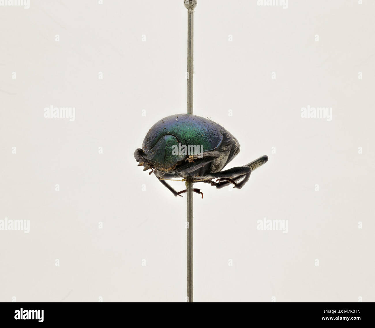 A scientific image of Gymnopleurus laeviusculus, a species of dung ...