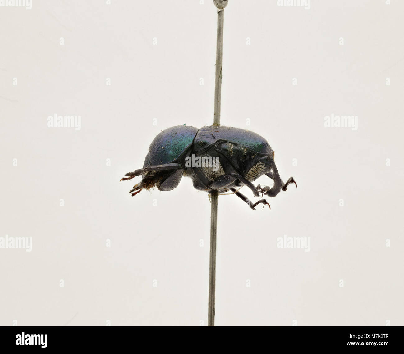 Gymnopleurus laeviusculus is a species of beetle, known for its unique ...