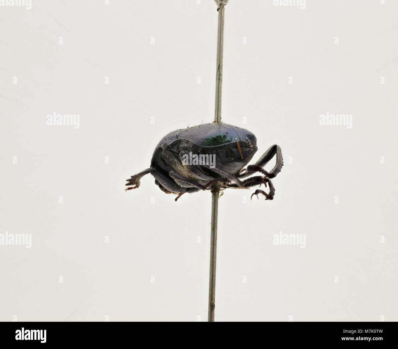 Gymnopleurus laeviusculus (Zoosphere 140 033 Stock Photo - Alamy
