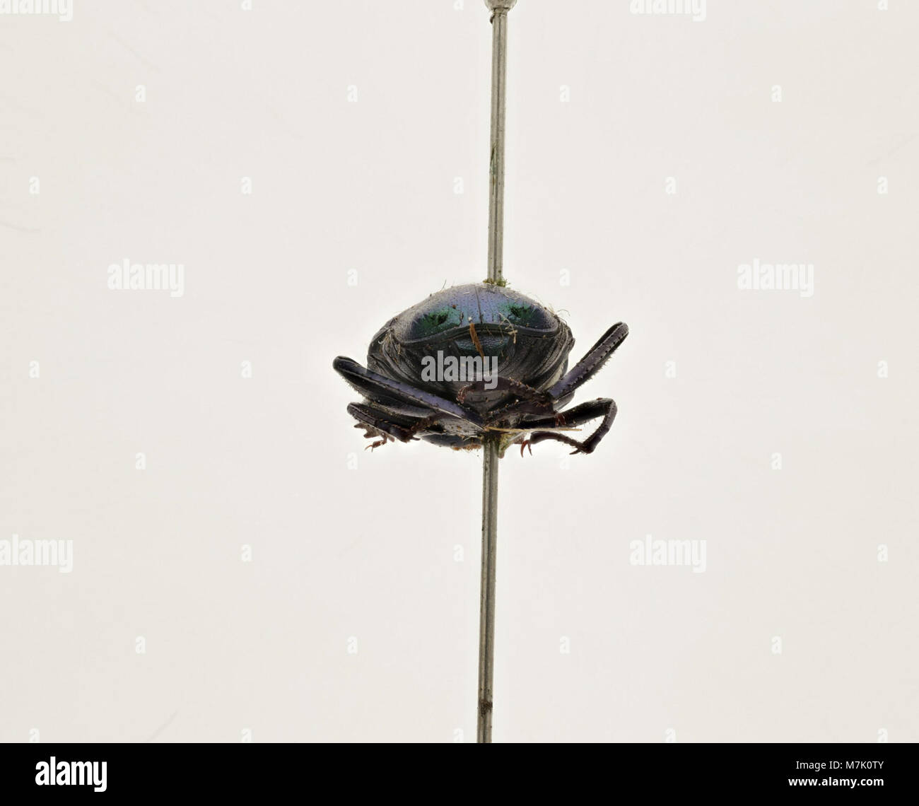 An image of Gymnopleurus laeviusculus, a species of dung beetle ...