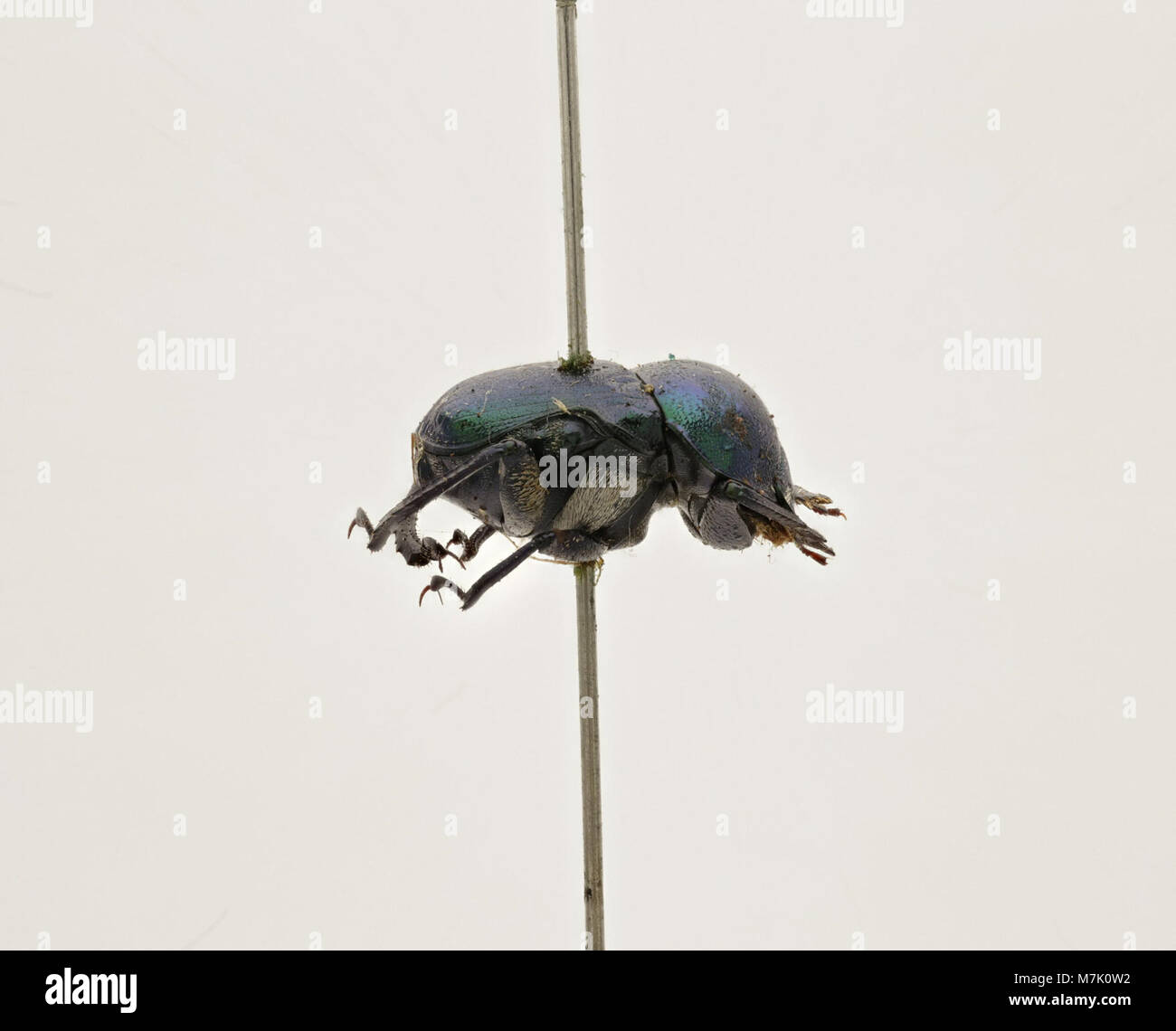 This image shows Gymnopleurus laeviusculus, a species of dung beetle ...