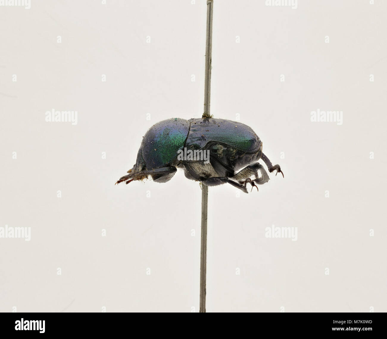 A specimen of Gymnopleurus laeviusculus, a type of dung beetle ...