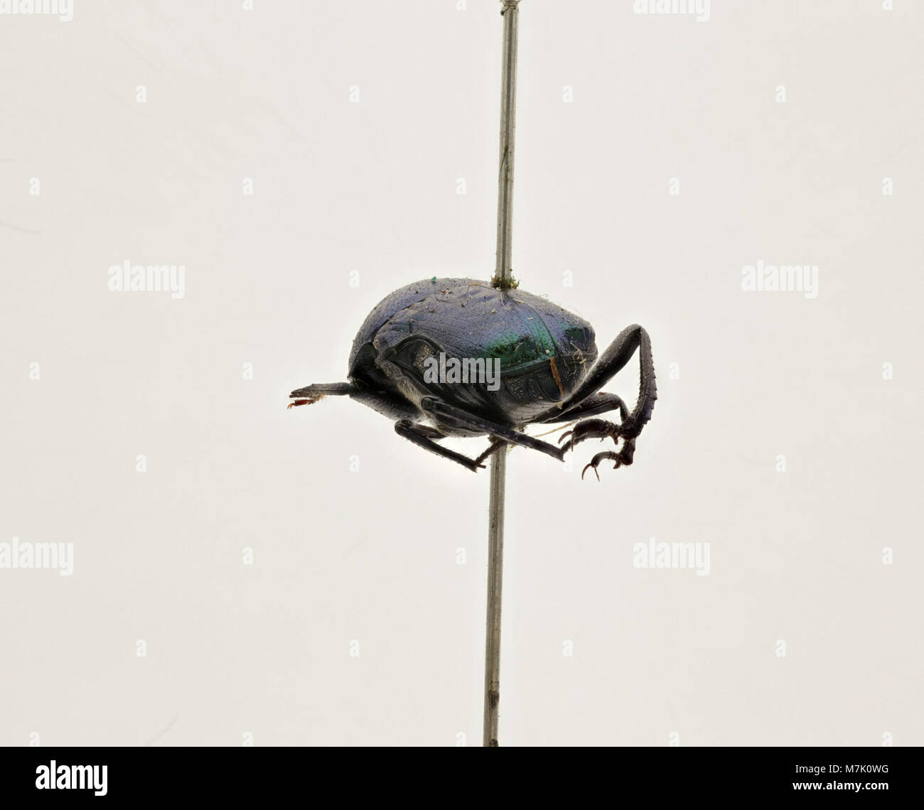 A detailed image of the Gymnopleurus laeviusculus beetle, known for its ...