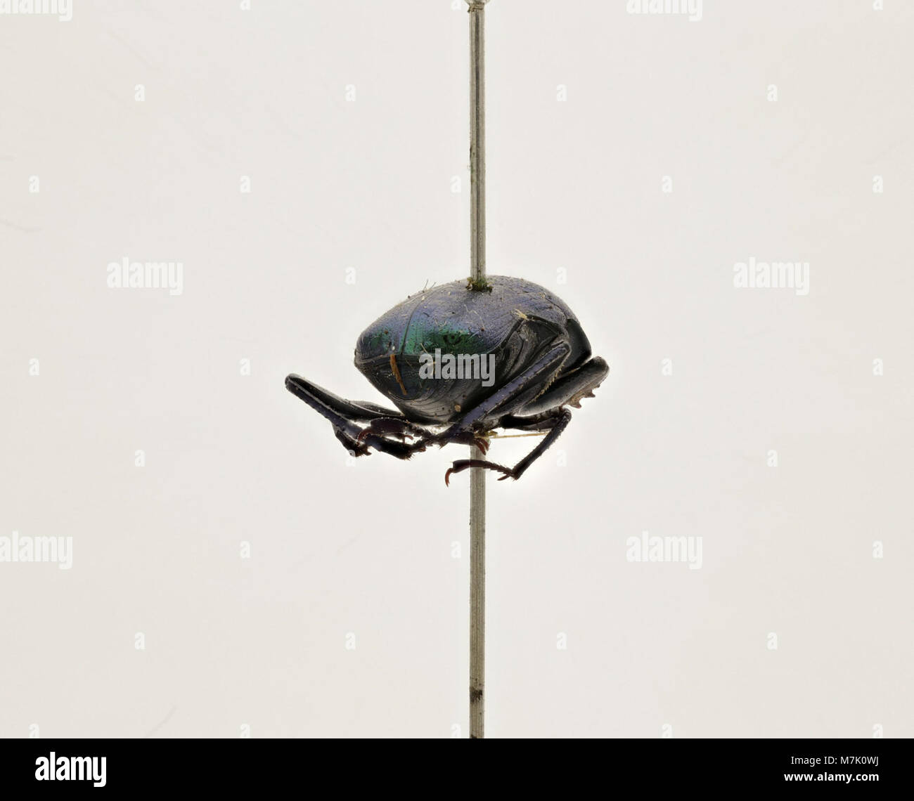 An image of Gymnopleurus laeviusculus, a species of dung beetle ...