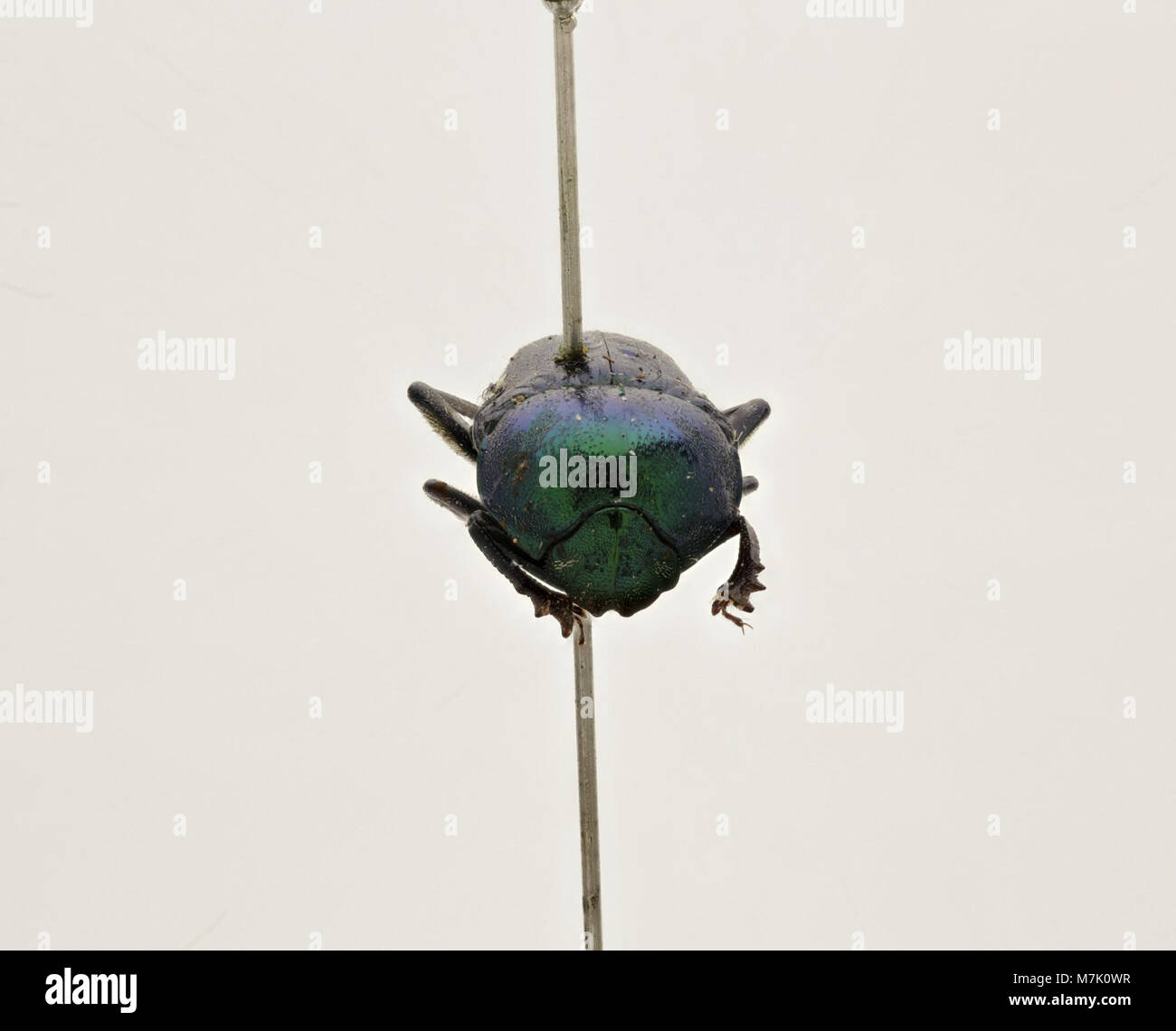 Gymnopleurus laeviusculus is a species of dung beetle, characterized by ...