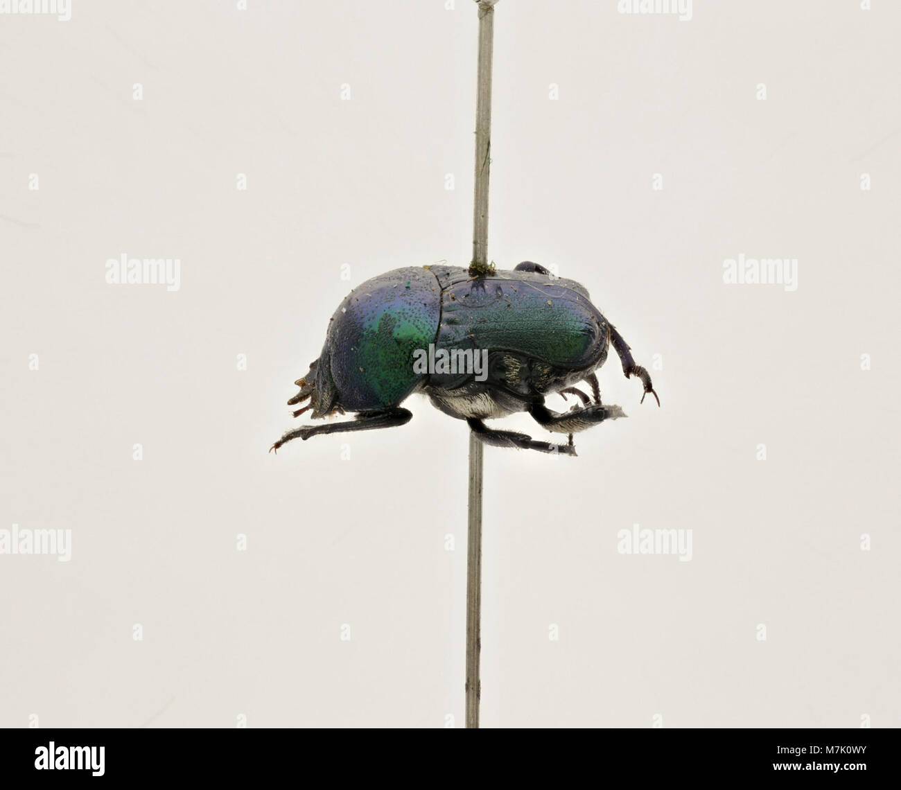 A scientific photograph of Gymnopleurus laeviusculus, a species of dung ...