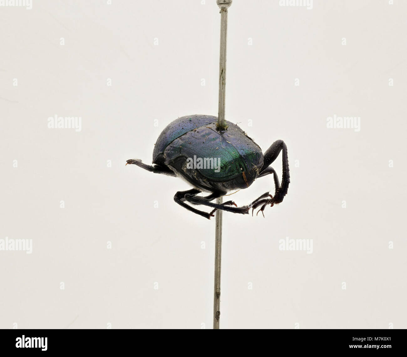 This image features Gymnopleurus laeviusculus, a species of dung beetle ...