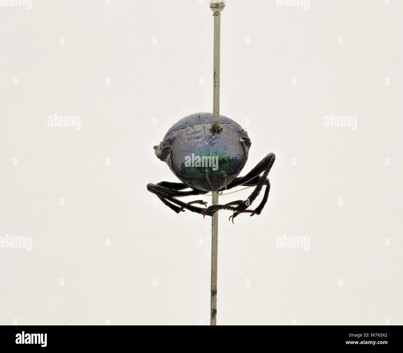 An image showcasing Gymnopleurus laeviusculus, a species of dung beetle ...