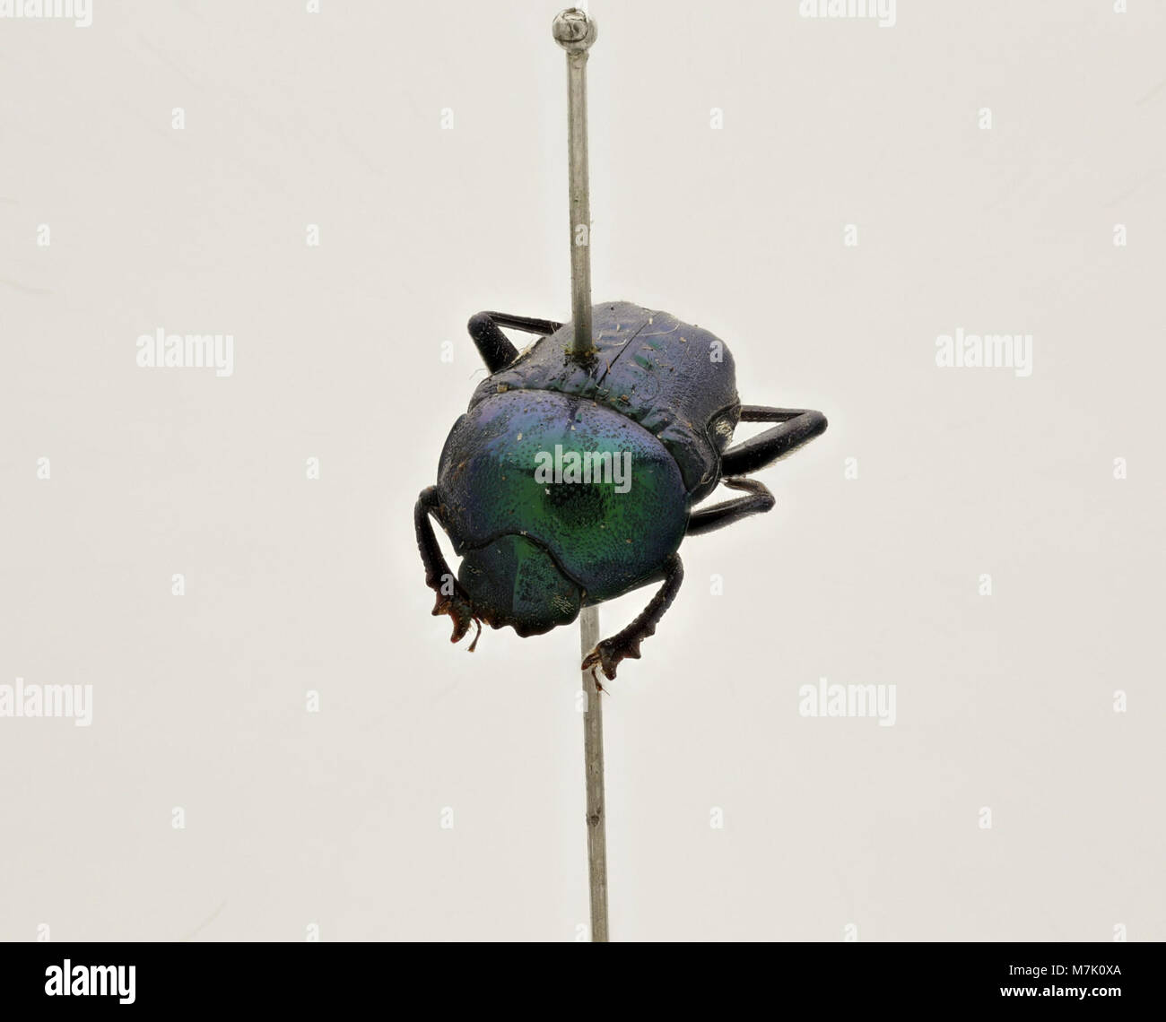 Gymnopleurus laeviusculus, a species of dung beetle, is identified here ...