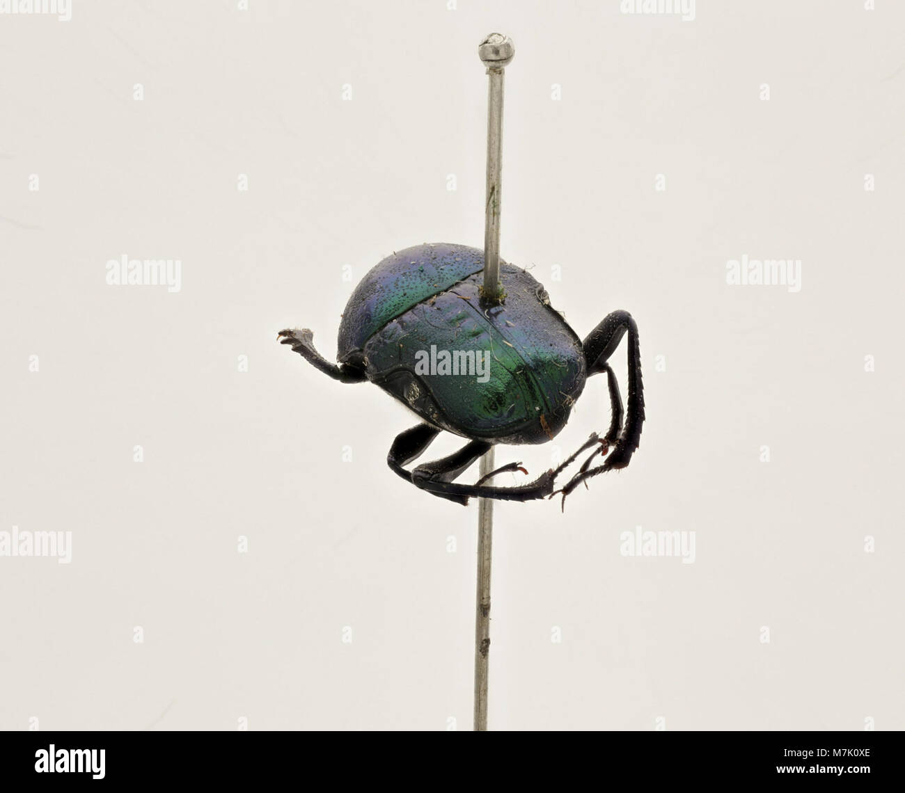 A scientific illustration of Gymnopleurus laeviusculus, a species of ...
