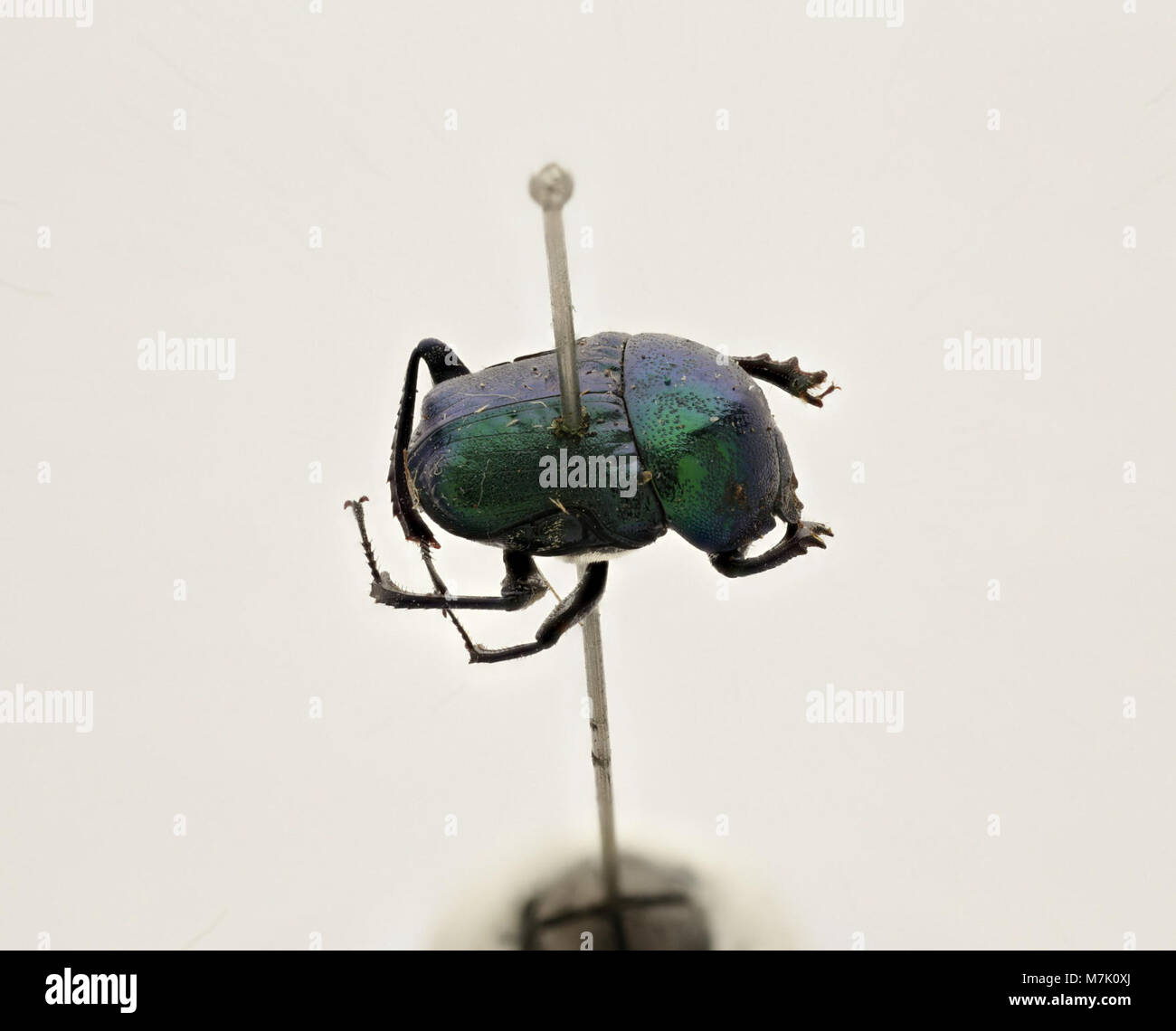 An image of Gymnopleurus laeviusculus, a species of dung beetle. The ...