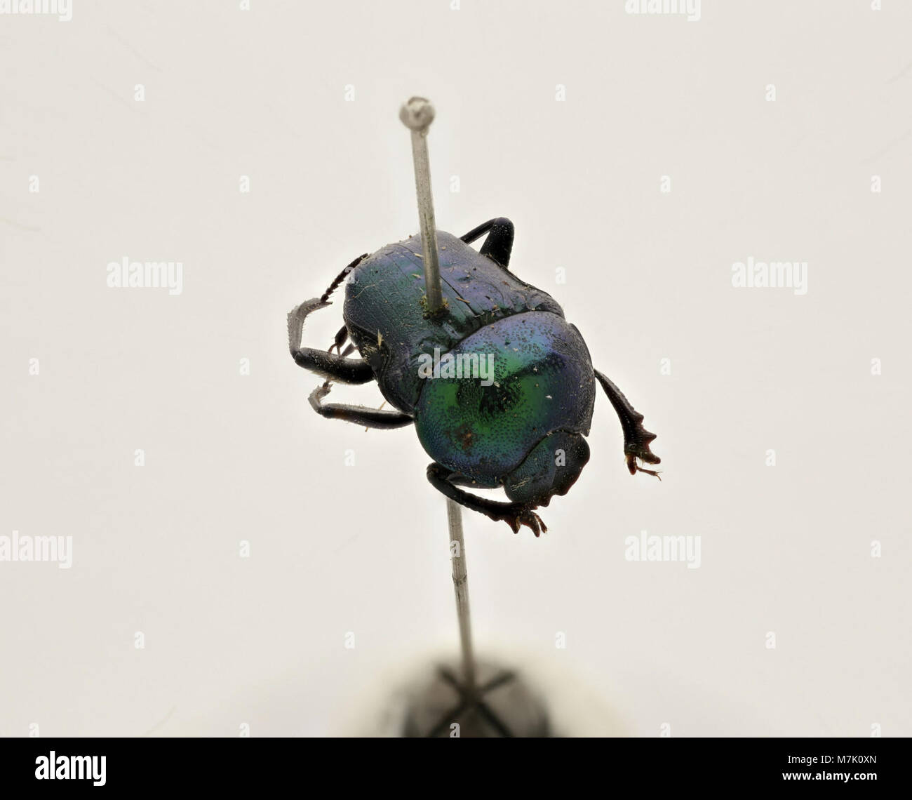 A detailed image of Gymnopleurus laeviusculus, a species of dung beetle ...
