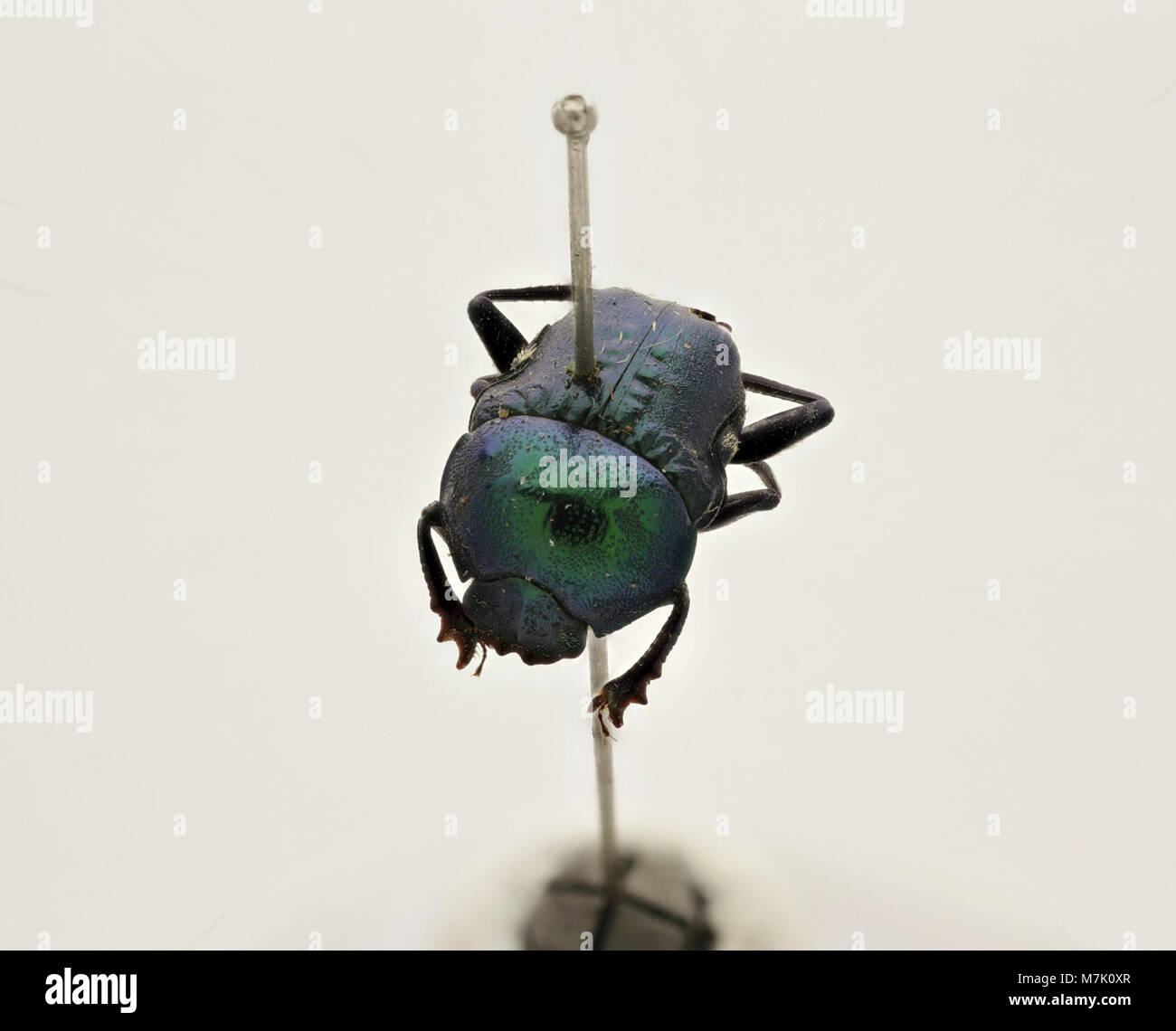 An image of the beetle species Gymnopleurus laeviusculus, a member of ...