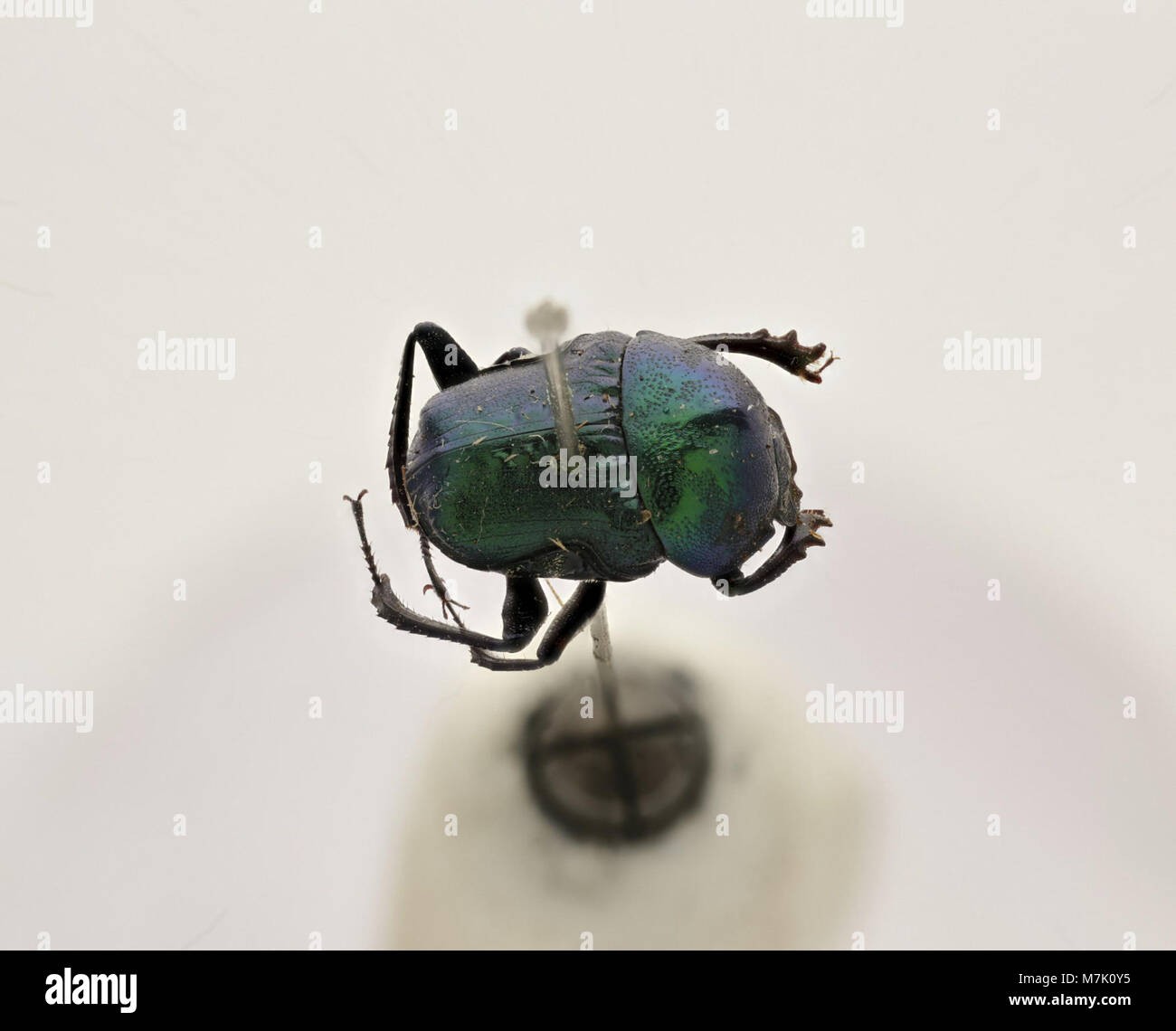 An image of Gymnopleurus laeviusculus, a species of dung beetle ...