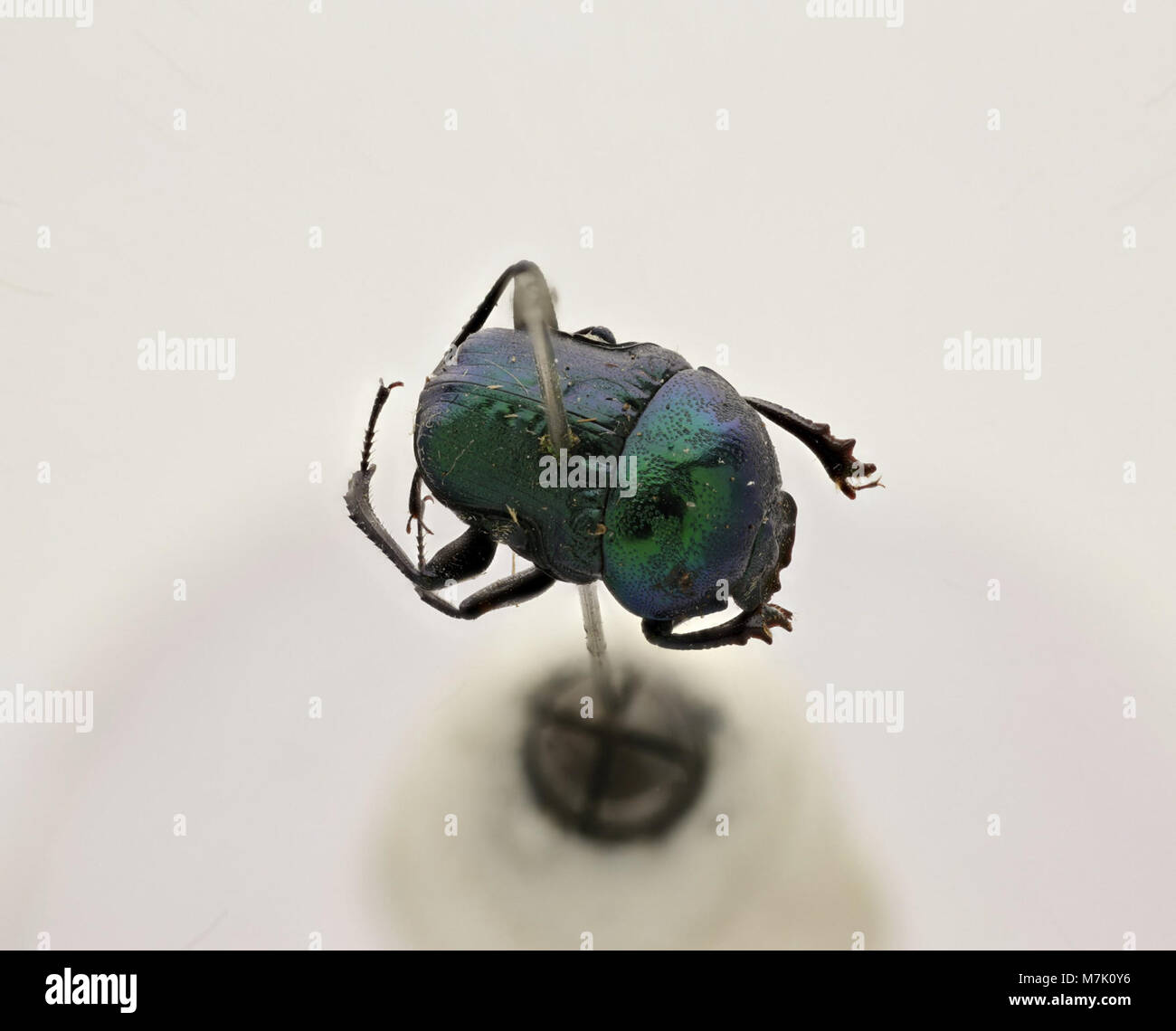 This image showcases Gymnopleurus laeviusculus, a species of beetle ...