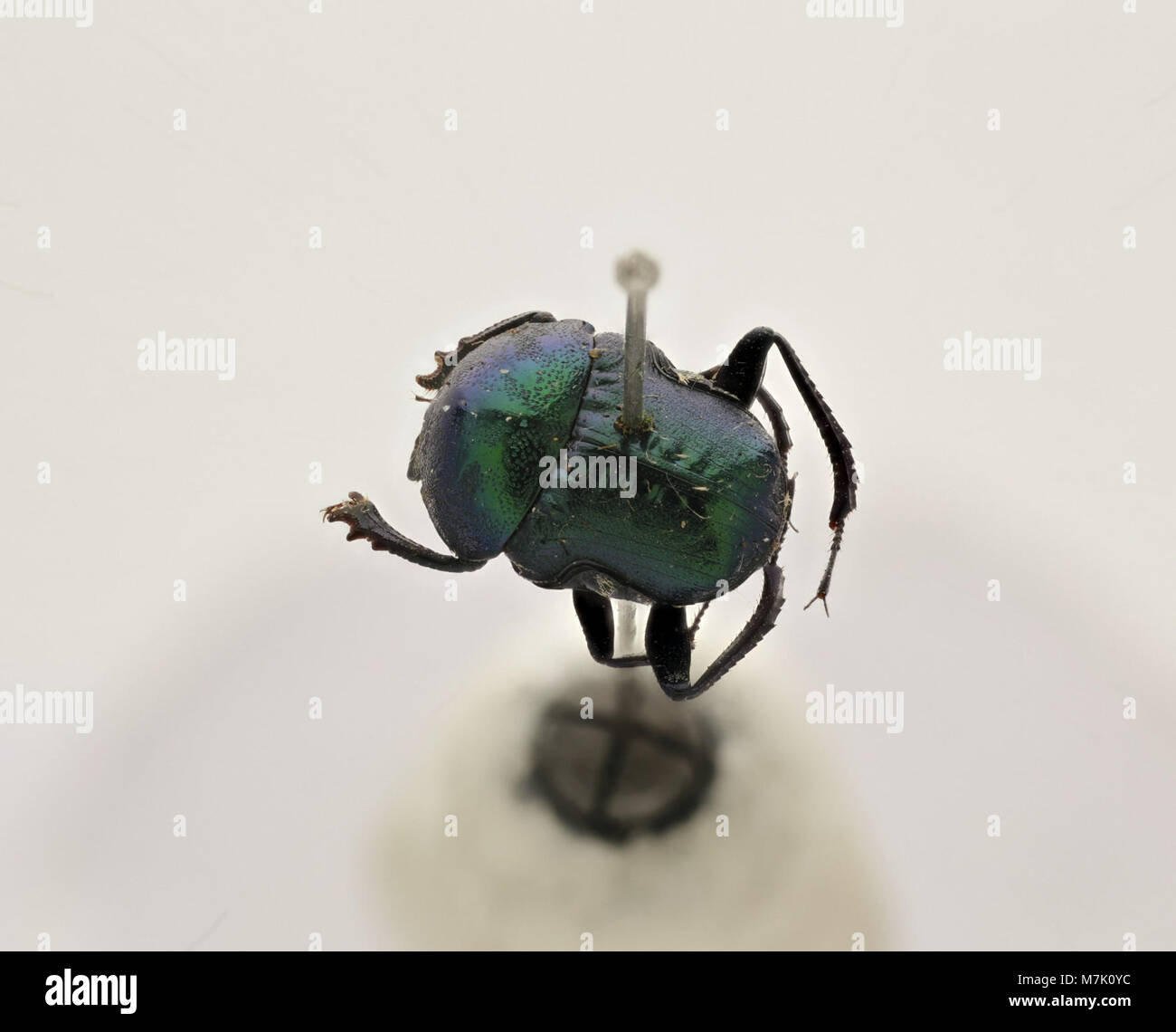 An image of Gymnopleurus laeviusculus, a species of dung beetle ...