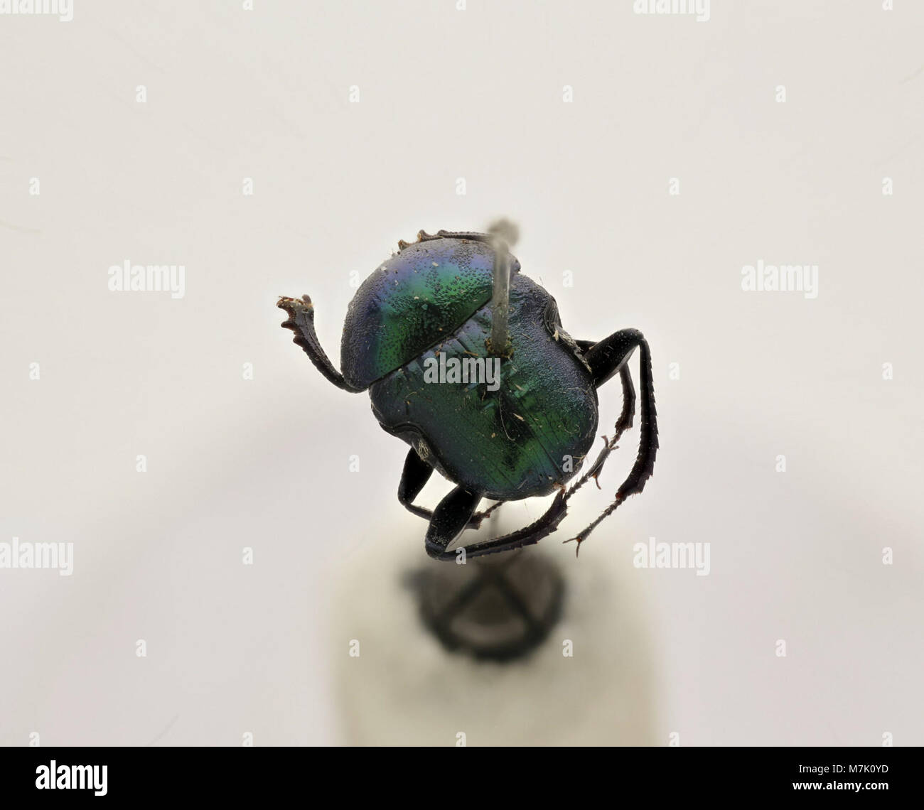 This image showcases Gymnopleurus laeviusculus, a species of dung ...